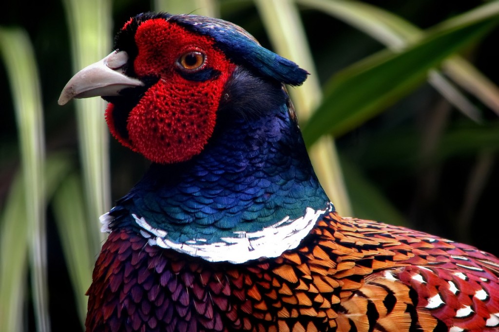 Ring-necked Pheasant – International Chinese Christian Church of Tacoma